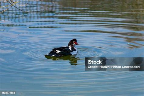 Pato De Muscovyun Gran Pato Nativo De México Centro Y Sudamérica