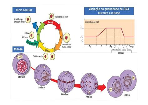 Mitose E Ciclo Celular Binkedu