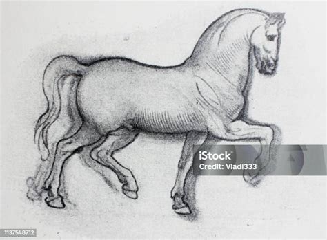 말의 스케치 빈티지 책에서 레오나르도 다빈치에 의해 연필 그림 말에 대한 스톡 벡터 아트 및 기타 이미지 말 인물 사진 레오나르도 다 빈치 Istock