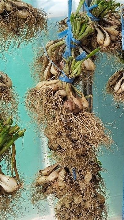 쪽파종구 말리는 방법 쪽파 주말농장 쪽파종구 클로바더빙 웰빙 농사 힐링 땅두더지 Youtube