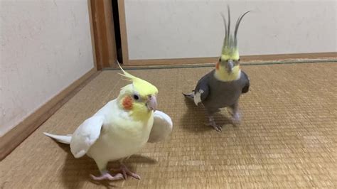 Cockatiels Circle Dance 14 Youtube