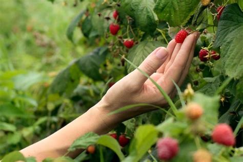Complete Guide To Growing Raspberries In Australia Ultimate Backyard