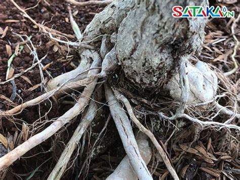 Root Rot Disease On Coffee Trees Potential Risks And Effective Solutions