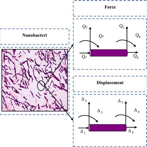 Finite Element Model Of Nanoparticle Based On Euler Bernoulli Beam Download Scientific Diagram