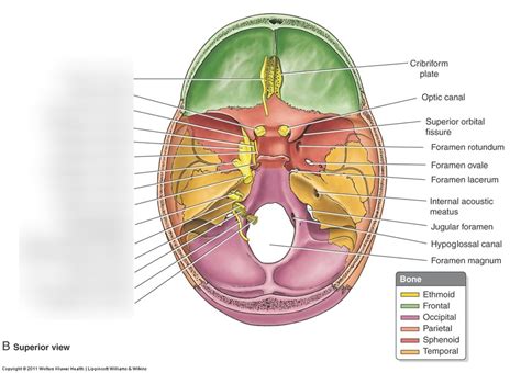 Cranial Nerves And Foramina Diagram Quizlet