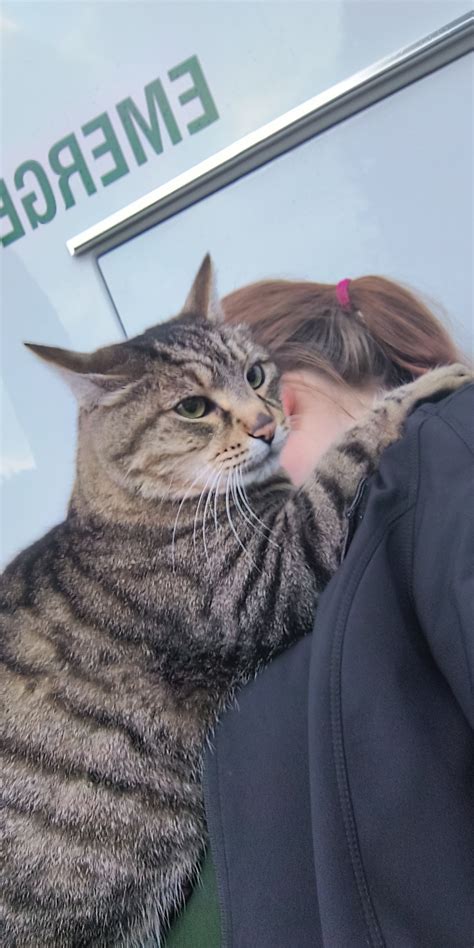 Chonk Station Kitty Rems