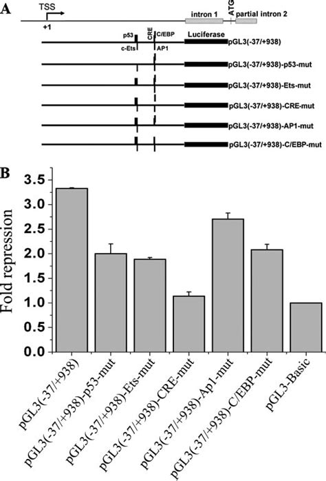 Site Specific Mutation Analysis Of Cis Regulatory Elements In The
