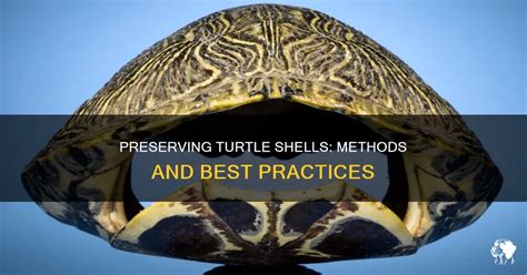 Preserving Turtle Shells Methods And Best Practices PetShun