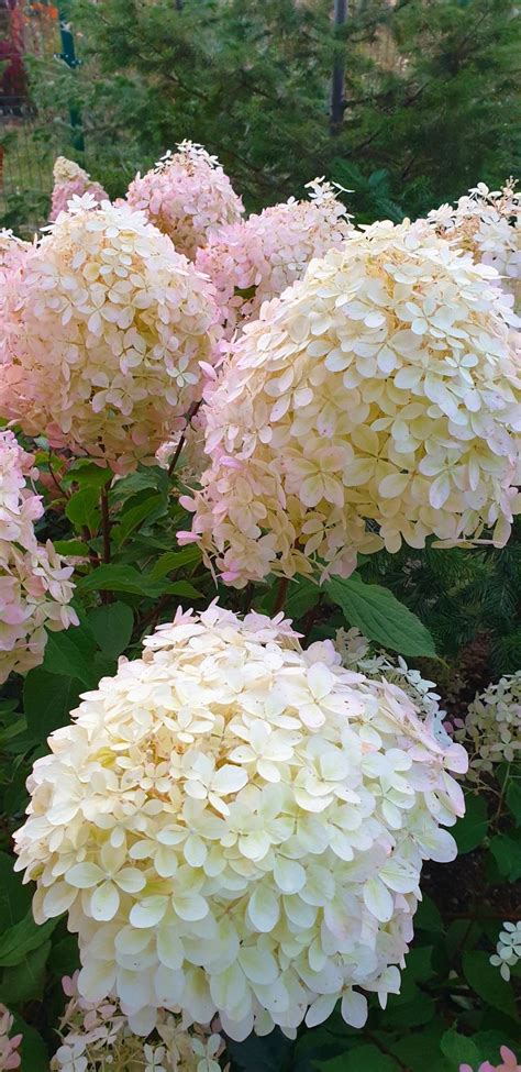My white hydrangeas, My garden, мой сад, белые гортензии, garten ...