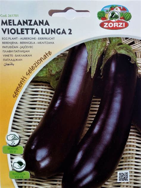 Eggplant Seeds Plant And Pot Co