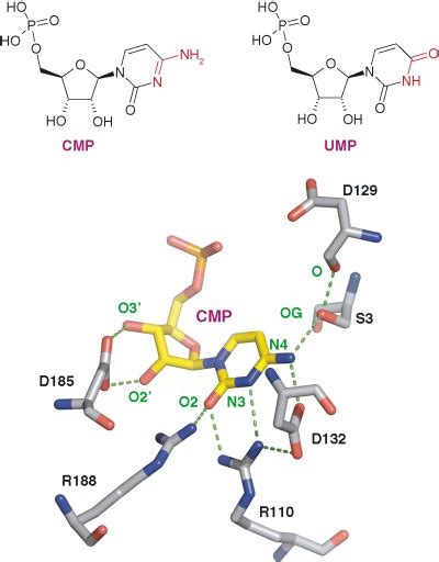 Comparative Structures Of Cmp And Ump And Interactions Between The Download Scientific Diagram
