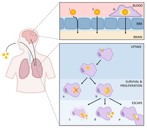Cryptococcus