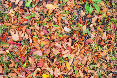 텍스처 배경 패턴입니다 가 지상에 단풍 잎입니다 빨간색 노란색 루비 0명에 대한 스톡 사진 및 기타 이미지 0명 10월