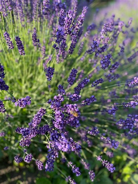 Фіолетова любов Garden Plants Flowers
