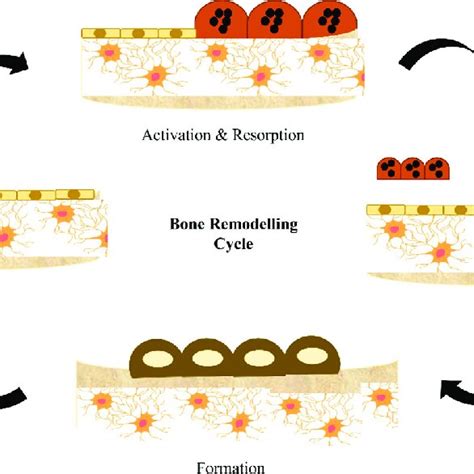 The Phases Of Bone Remodeling Cycle Download Scientific Diagram