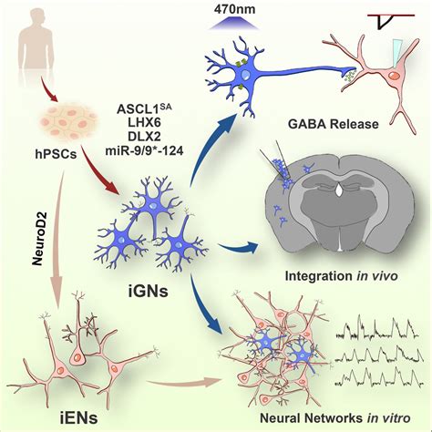 Direct Induction And Functional Maturation Of Forebrain Gabaergic