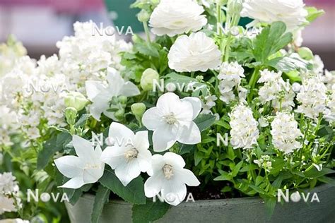 Platycodon Astra Pure White In Pot