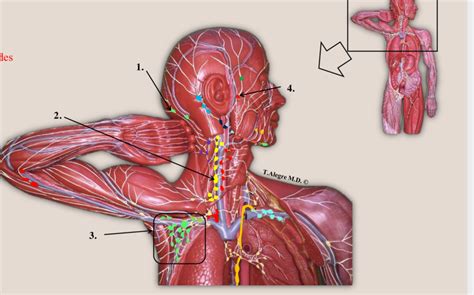 Supraclavicular Lymph Nodes Diagram