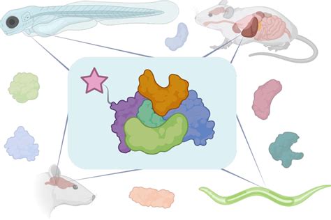 Climbing Into Their Skin To Understand Contextual Proteinprotein Associations And Localizations