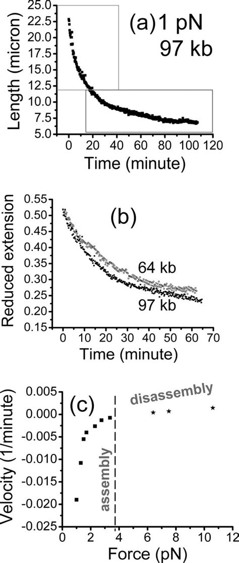 Assembly Of Chromatin Using Diluted Xenopus Egg Extract Against