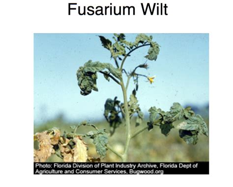 Fusarium Wilt Garden To Table