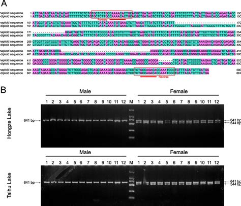 Characterization Of The Sex Determining Region And Development Of A