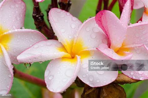 분홍색노란색 플루메리아 또는 프란지파니 꽃을 공원에 물방울로 닫아보소 0명에 대한 스톡 사진 및 기타 이미지 0명 꽃 나무 꽃 꽃의 구조 Istock
