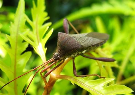 Leaf Footed Bugs Mictis Longicornis Bali Wildlife