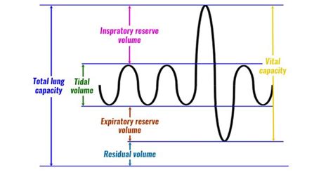 Image Result For Lung Volumes Lunges Chart Volume