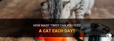 How Many Times Can You Feed A Cat Each Day PetShun