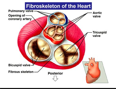 Cardiovascular System Flashcards Quizlet