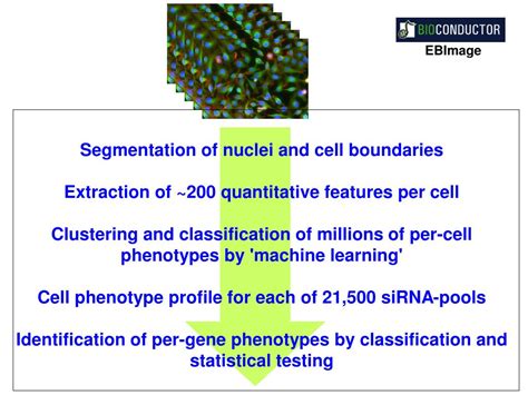 Ppt High Throughput Cell Based Assays Powerpoint Presentation Free Download Id 5518420