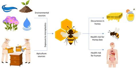 Microplastics Comprehensive Review Impact On Honey Bee Occurrence In Honey And Health Risk