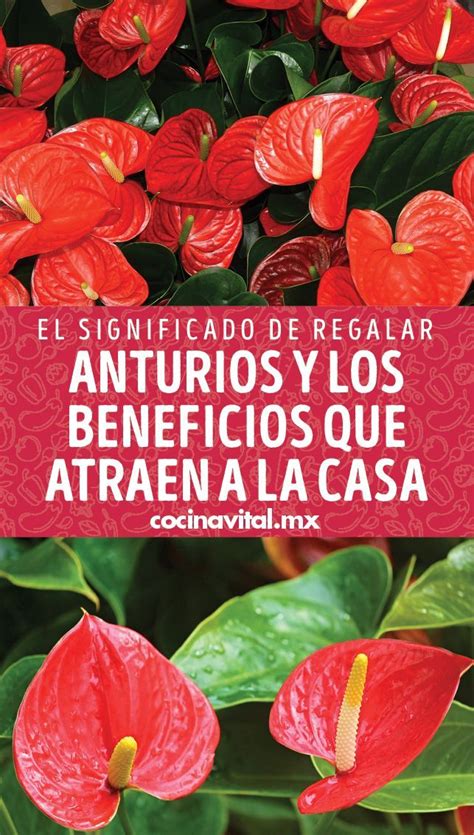 El Significado De Regalar Anturios Y Los Beneficios Que Atraen A La Casa Abono Natural Para