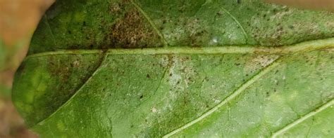 Thrips Biobee