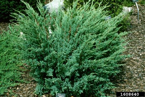 Flaky Juniper Juniperus Squamata D Don Excluded