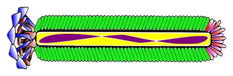Unterschied Zwischen Yac Und M13 Phage Vector Yac Vs M13 Phage Vector Wissenschaft And Natur 2025