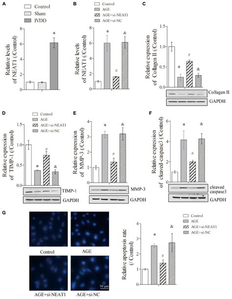 Frontiers Silencing Of Long Non Coding Rna Neat1 Upregulates Mir 195a To Attenuate