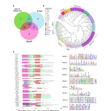 Identification Of Paralogous And Tandem Duplication Genes Of Rcmikc C