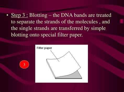 PPT Restriction Fragment Analysis PowerPoint Presentation Free Download ID 1760083