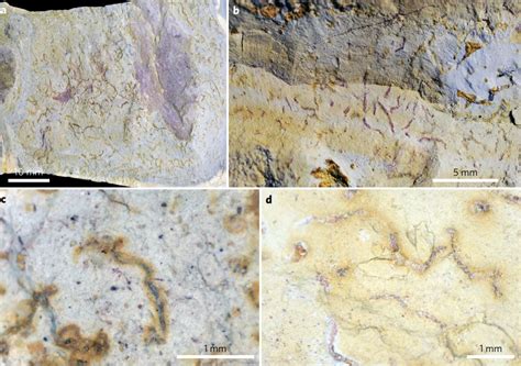 Pre Cambrian Explosion Trace Fossils Offer A New Window Into Earths