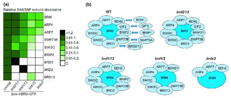 Mass Spectrometry Analysis Of Swi Snf Complexes In Brd Mutant Lines Download Scientific Diagram