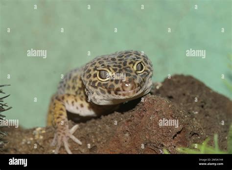 Frontal Closeup On The Head Of A Common Leopard Gecko Eublepharis Macularius In A Terrarium