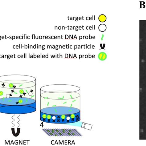 Multipath Fish Assay For Detecting Specific Target Pathogens A1
