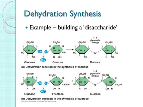 Ppt Macromolecules Powerpoint Presentation Free Download Id 2972807