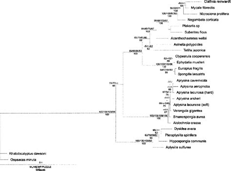 maximum likelihood tree as derived from paup analyses of 18s rrna gene