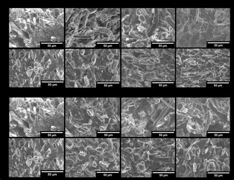Sem Micrographs Of The Fractured Surfaces Of Phb And Pla Based