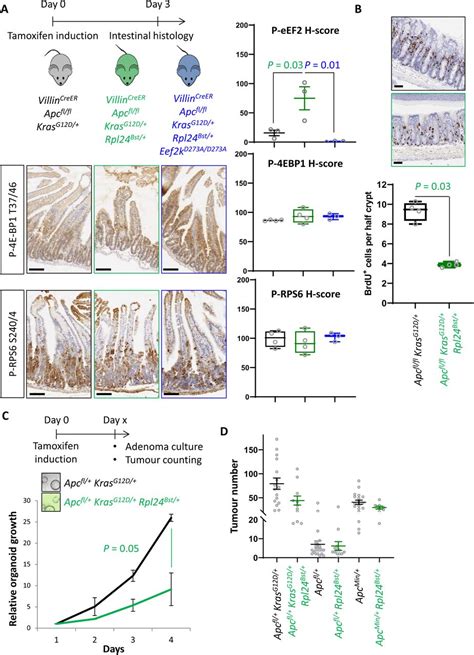 Phospho Rps6 Ser235 6 Cell Signaling Technology Inc Bioz