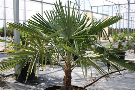 Trachycarpus Fortunei Creekside Nursery