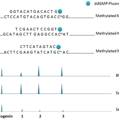Schematic Representation Of Methyl Sensitive Single Nucleotide Primer Download Scientific